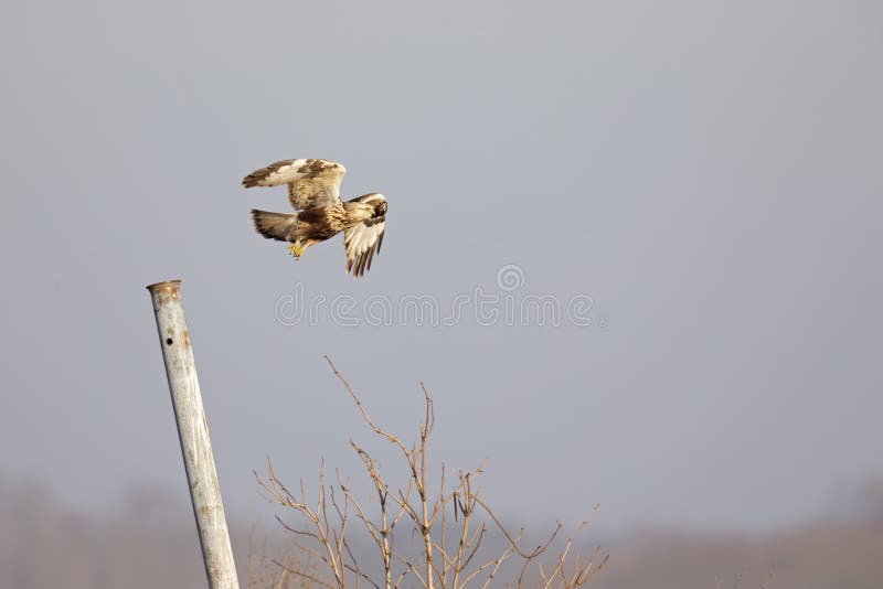 A Rough-legged Buzzard Taking Off from a Perch. Stock Image - Image of ...