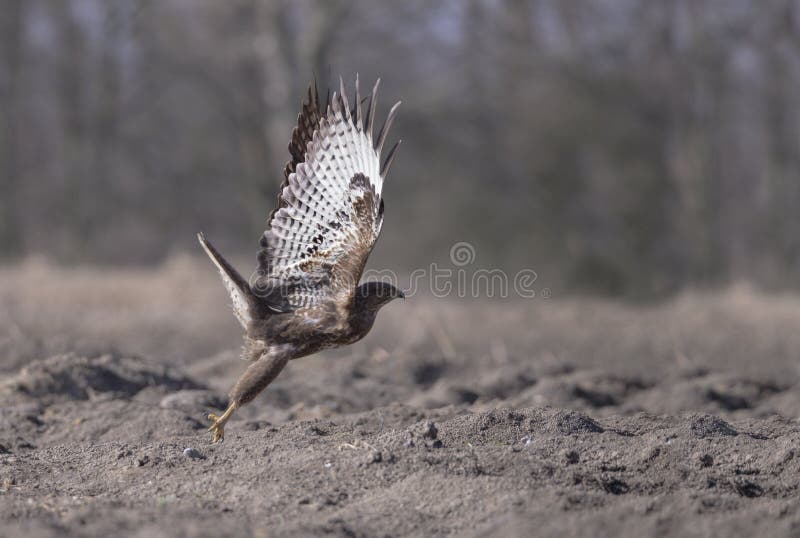 Buzzard is taking off stock photo. Image of talons, animal - 146760958