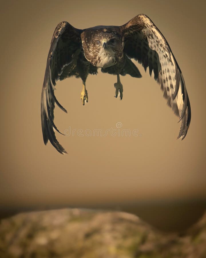 A Buzzard on a Downward Wingbeat Stock Image - Image of eagle, beak ...