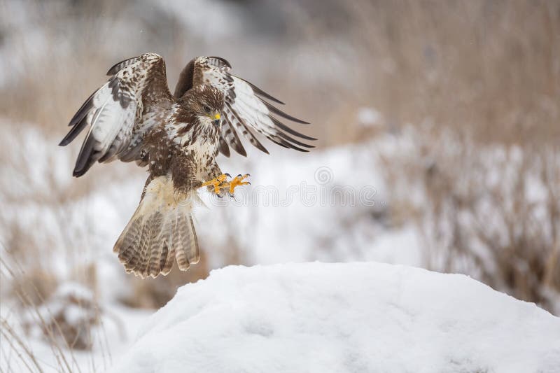 Landing buzzard stock image. Image of bussard, life, fence - 26242655