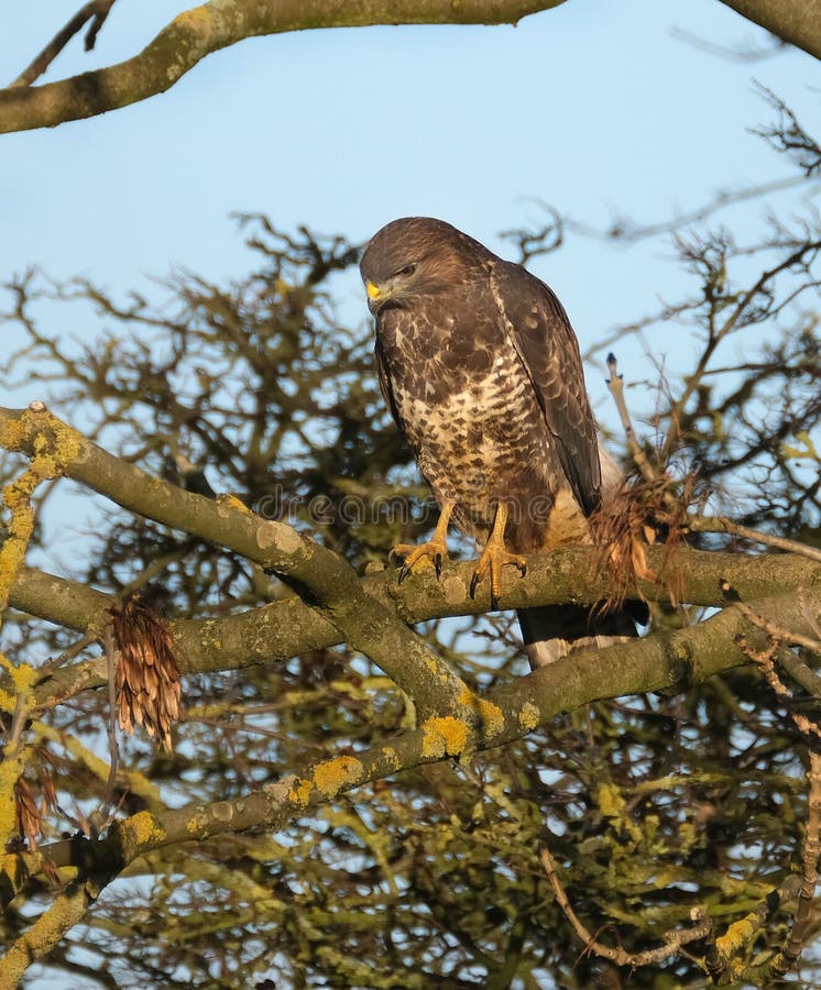 Buzzard in Tree Looking for Food. Stock Image - Image of feeding ...