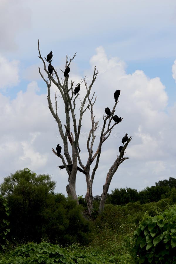 The Buzzard Tree stock photo. Image of trees, cheryl - 49460512