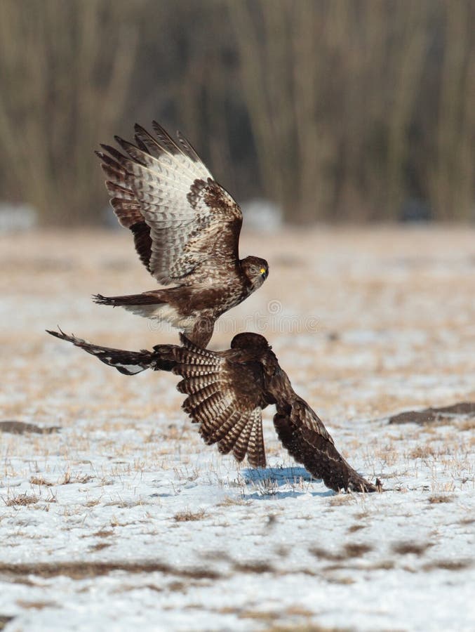 Buzzard. stock image. Image of wildlife, buzzard, perch - 89762529
