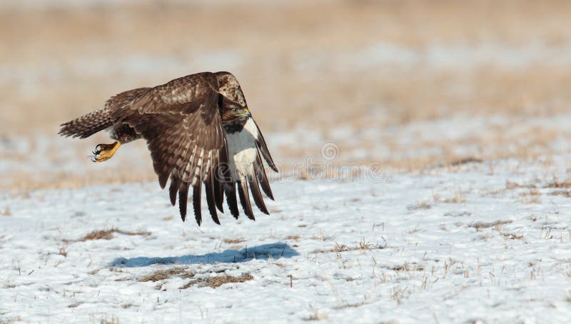 Buzzard. stock image. Image of buzzards, eagle, sharp - 86621015