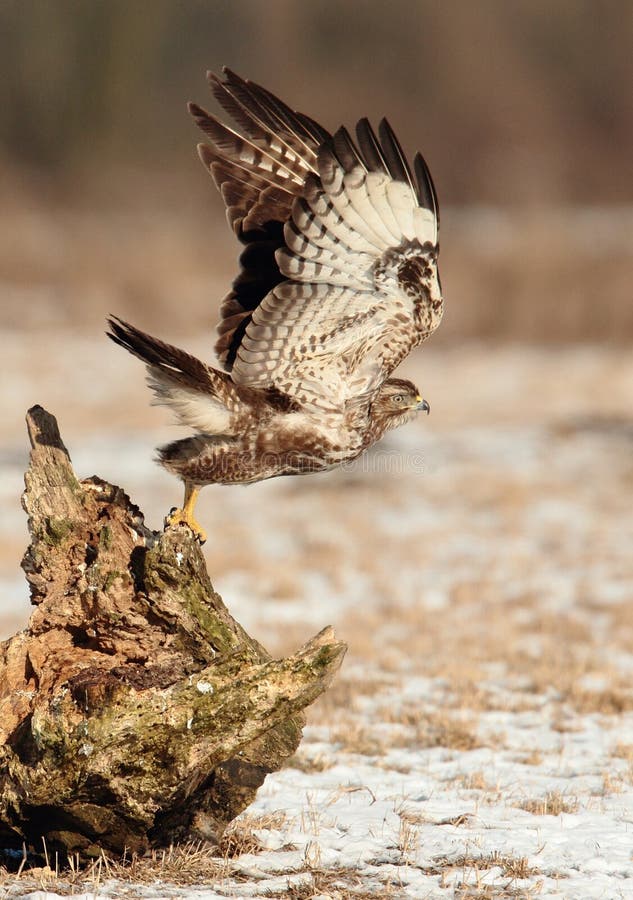 Buzzard. stock image. Image of wildlife, wild, perch - 89762363