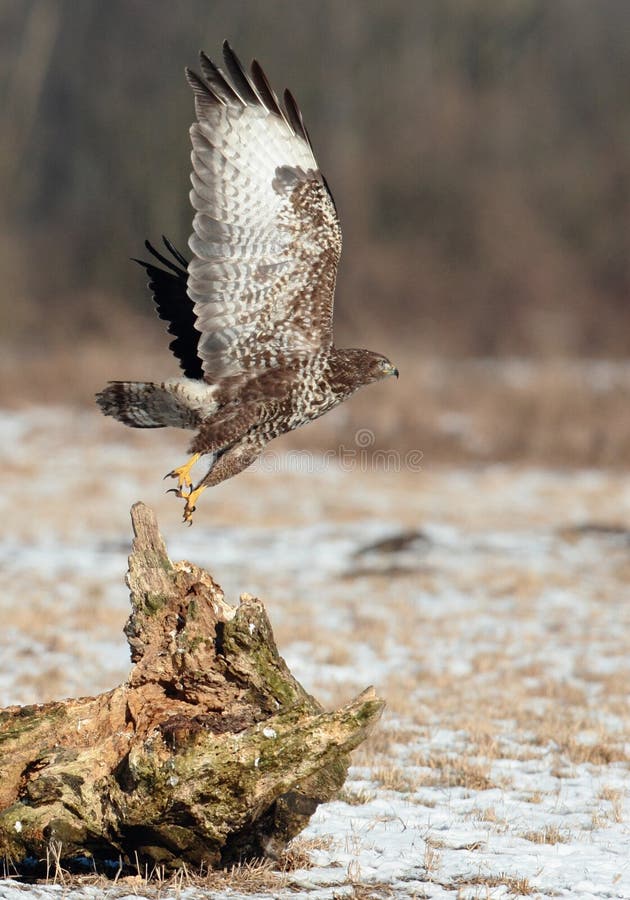 Buzzard. stock image. Image of buzzards, wild, bird, wildlife - 89762297