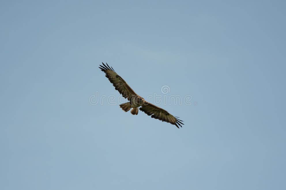 Buzzard on the wing stock photo. Image of eagle, hawk - 220060426