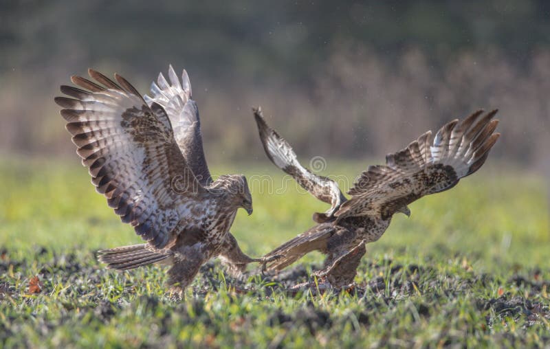 Attack of buzzards stock image. Image of nature, feather - 105659751