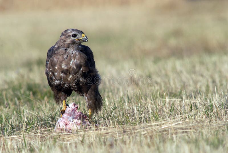 Buzzard eating prey stock image. Image of eater, bird - 16153775
