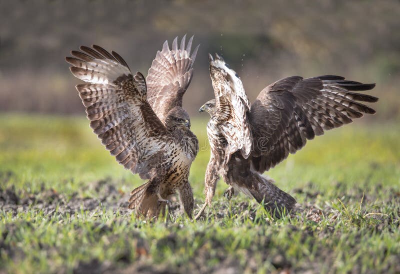 Buzzards fight stock photo. Image of assault, beak, wing - 105657630