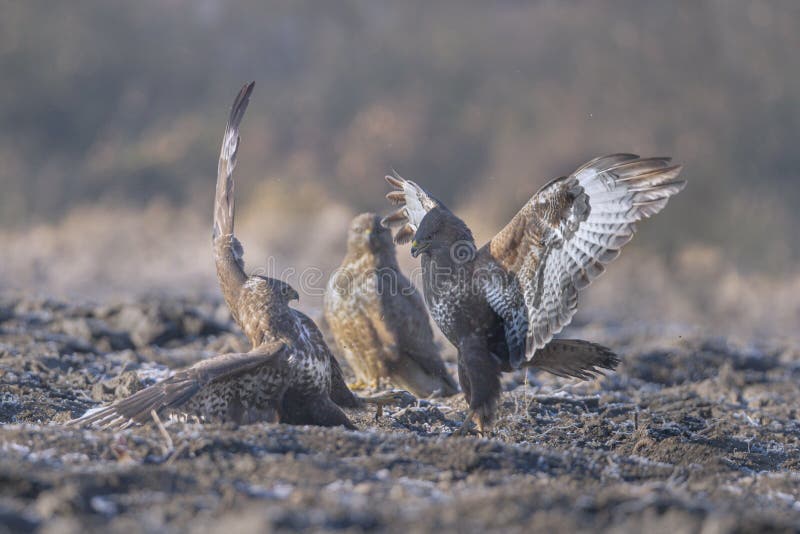 Buzzards in fight stock image. Image of beaks, nature - 167001993