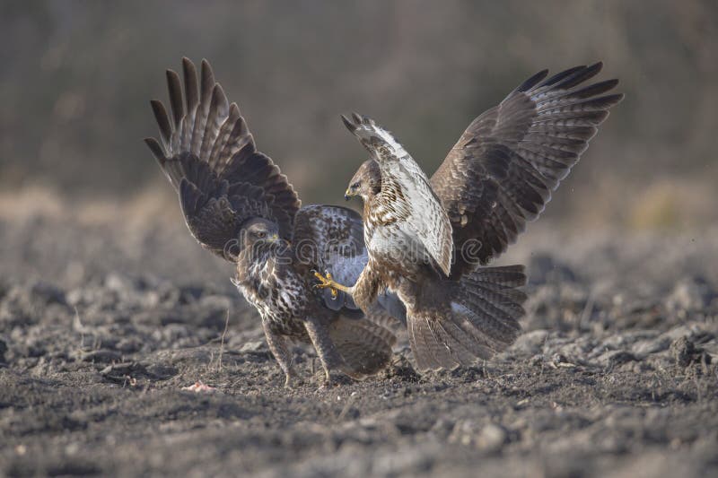 Buzzards in fight stock image. Image of flight, buzzard - 167002239