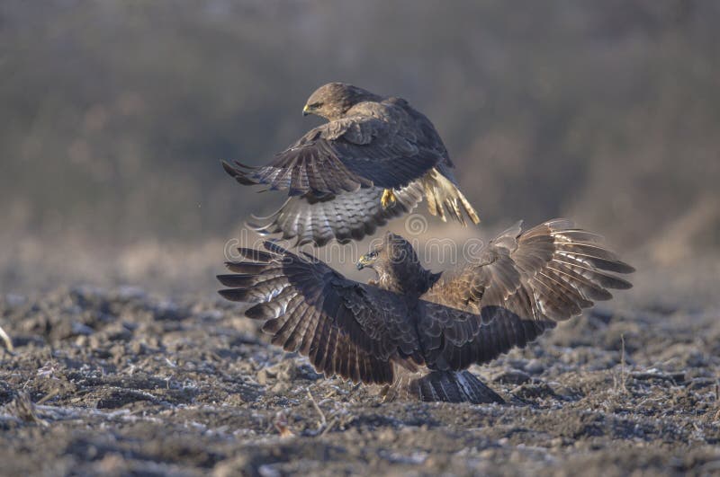 Buzzards in fight stock photo. Image of flight, talons - 167002246
