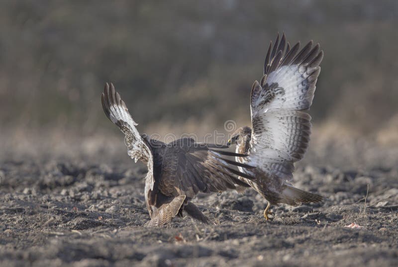 Buzzards in fight stock image. Image of predators, wings - 167002349