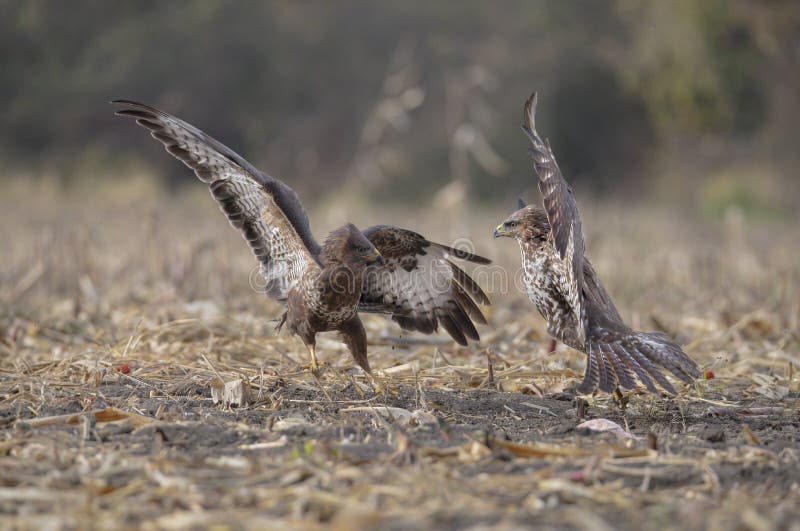 Buzzards in fight stock image. Image of flight, poland - 167002513