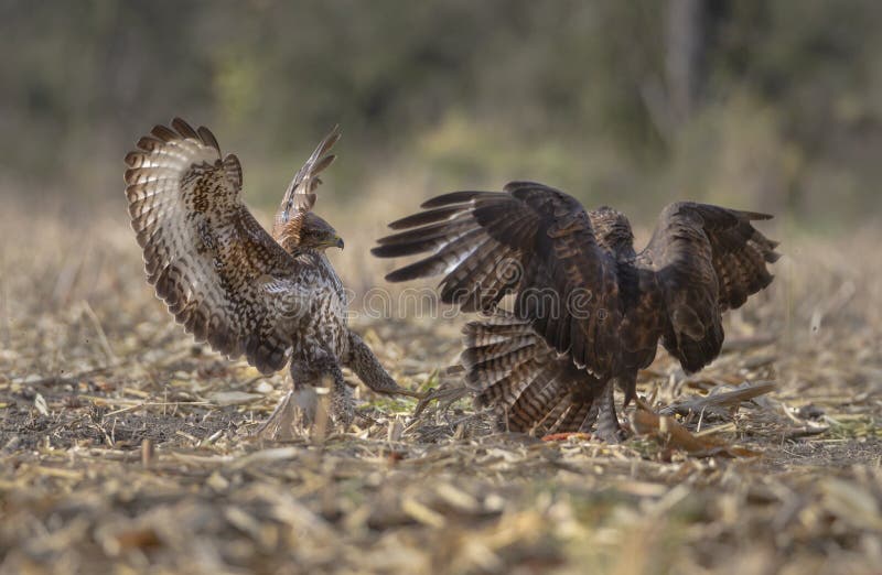 Buzzards in fight stock photo. Image of buzzard, beaks - 167002522