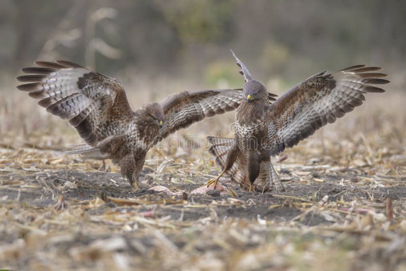 Buzzards in fight stock image. Image of talons, wings - 167002553