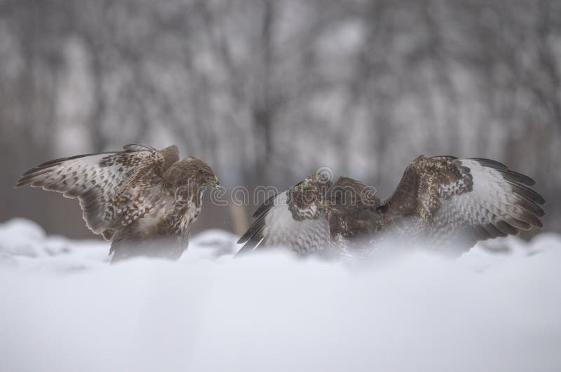 Buzzards in fight stock image. Image of buzzards, wings - 242738549