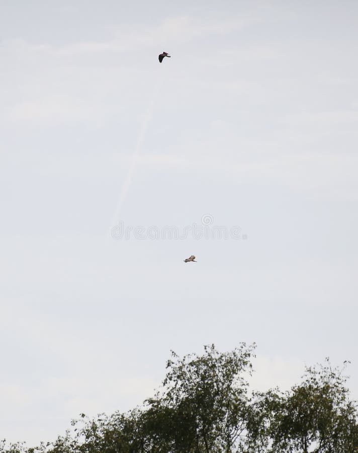 Buzzards stock photo. Image of gathering, flight, buzzards - 64056092