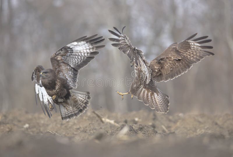 Buzzard in fight stock photo. Image of talon, fight - 242739510
