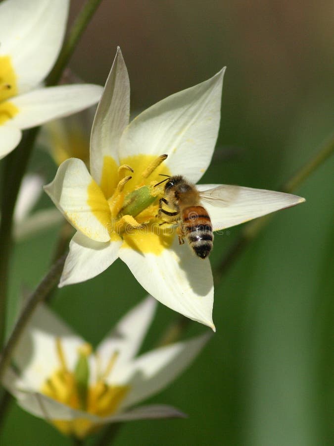 Buzzing Around stock image. Image of botanical, nectar - 699475