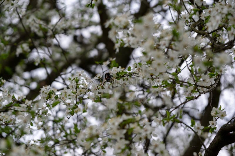 Buzzing Bees on the White Flowers of Flowering Apple Tree during Spring ...