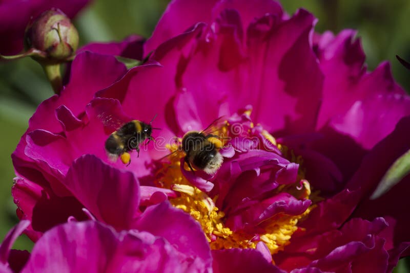 Buzzing bumble bees stock photo. Image of peaonies, approach - 74578858