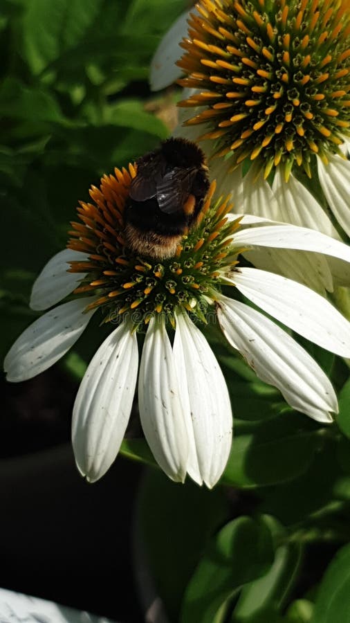 A Buzzing Busy Bee stock image. Image of honeybees, busy - 254091617