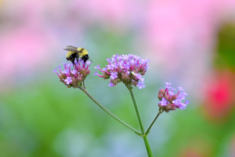 Buzzy Bee stock image. Image of collecting, flower, colorful - 45696007