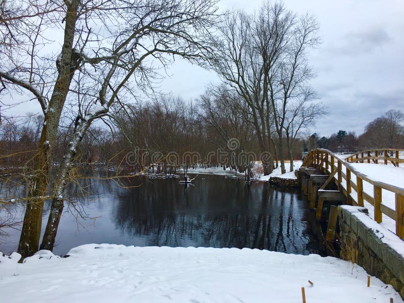 Buzzy Bee in Flower stock photo. Image of gardens, honeybee - 262659132