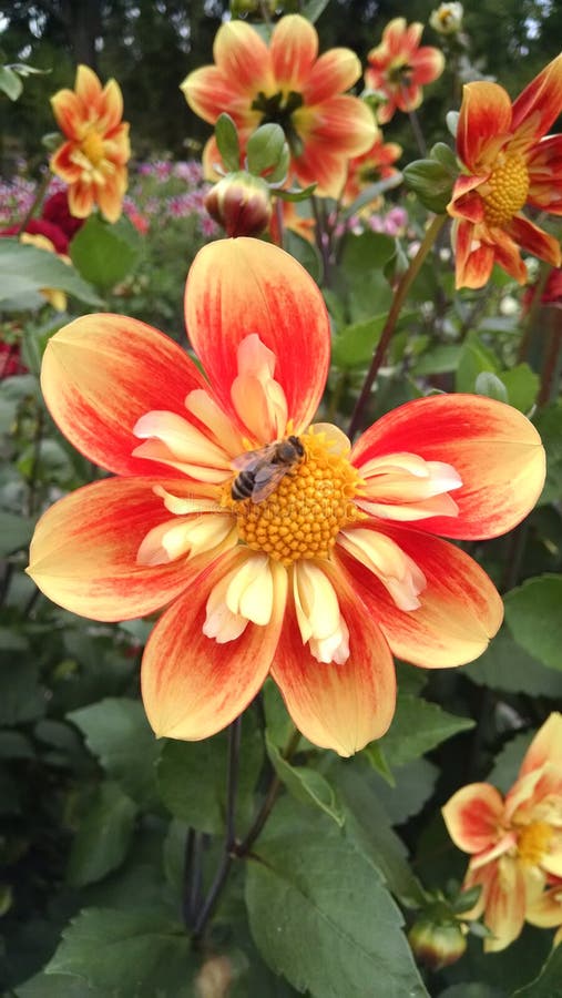 BUZZY Bee stock photo. Image of yellow, orange, buzzy - 63754408