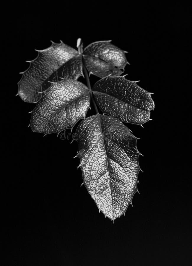 BW Leaf from Front in Close Up Stock Photo - Image of leaf, close: 89269466