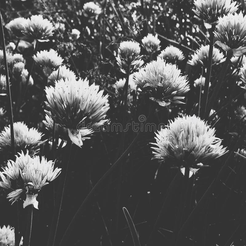 Bw Onion Flowers Stock Photos - Free & Royalty-Free Stock Photos from ...