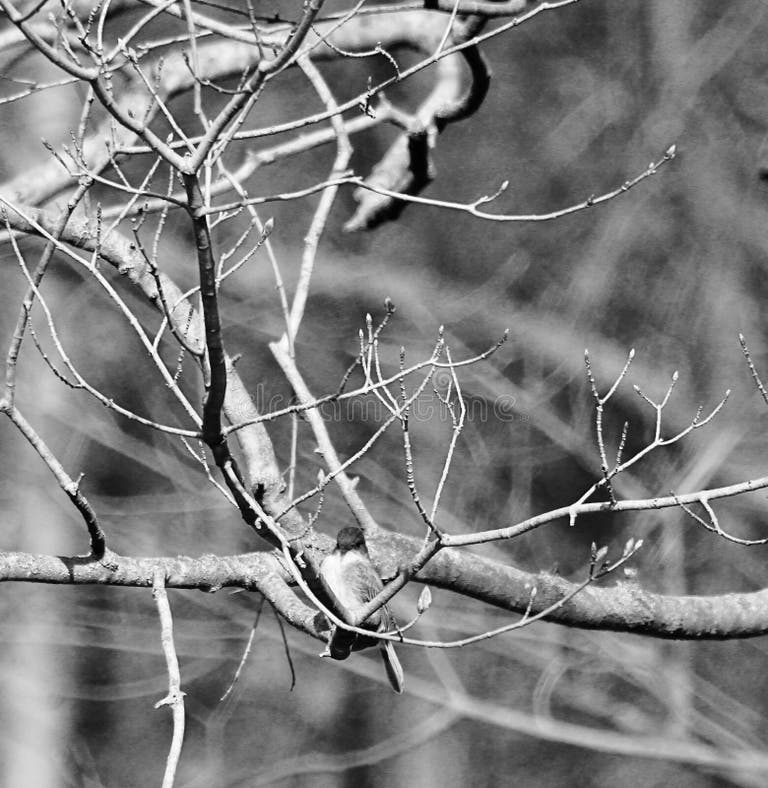 Little Phoebe Church Stock Photos - Free & Royalty-Free Stock Photos ...