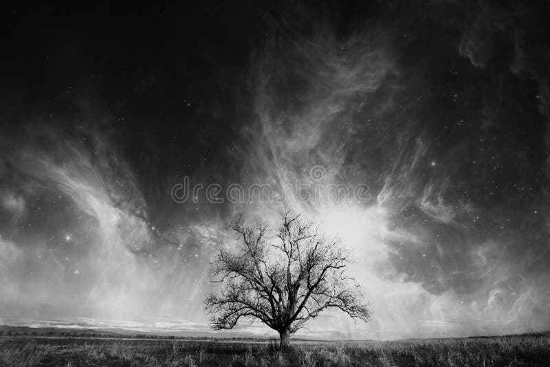 Bw tree stock image. Image of ragged, canvas, grungy - 64472249