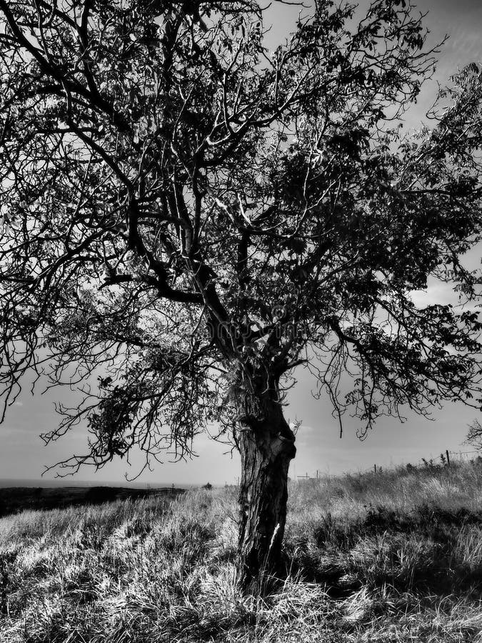Tree log stock image. Image of mountain, wood, wooden - 31913027