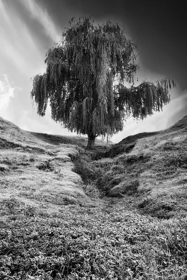 Bw tree landscape stock image. Image of landscape, tree - 38682985