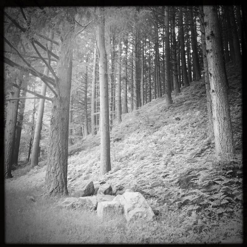 BW trees stock photo. Image of style, trees, wood, shot - 64735364