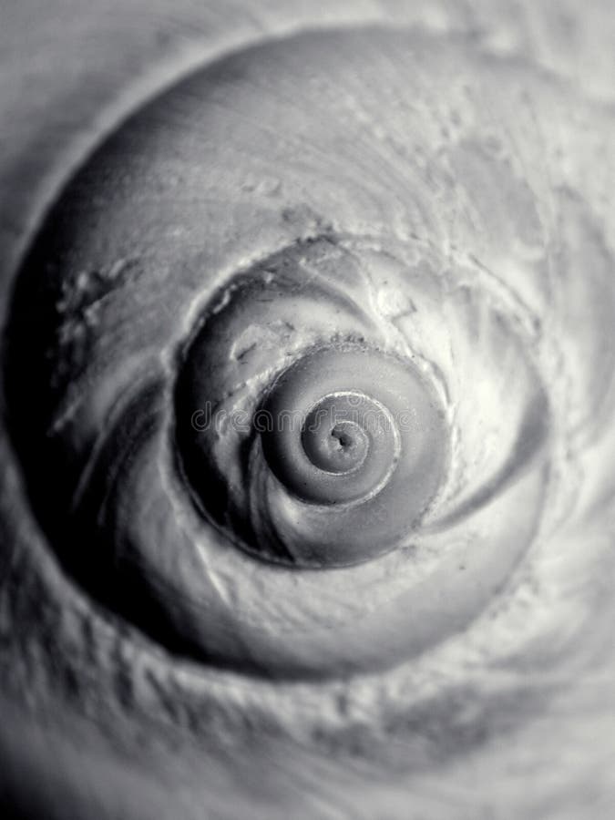 149,500 Seashell Fotos de stock - Fotos libres de regalías de Dreamstime