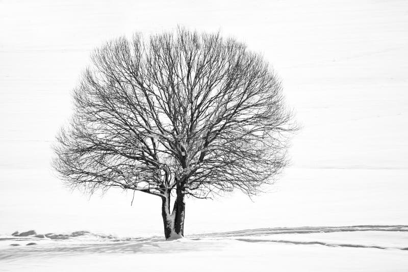 Bw winter tree stock image. Image of natural, lone, winter - 65959799