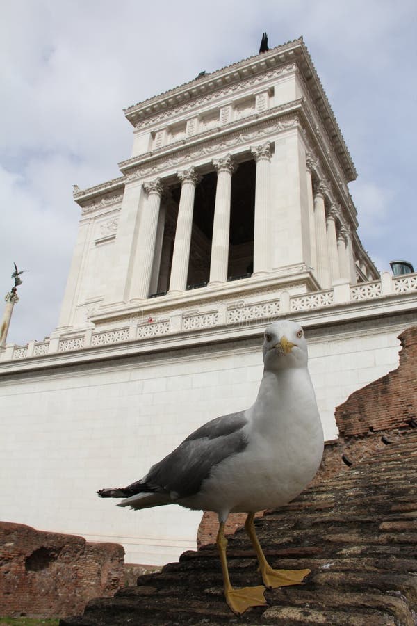Bye bye birdy stock image. Image of seagull, city, rome - 121205549