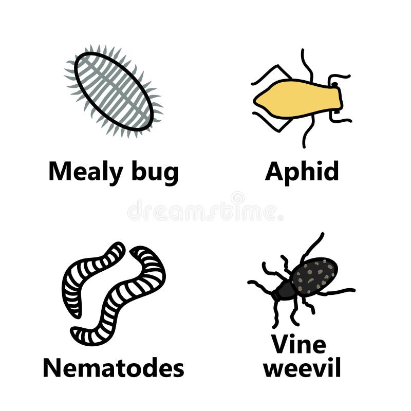 Nematodes Stock Illustrationer, Vektorer, & Clipart – (123 Stock ...