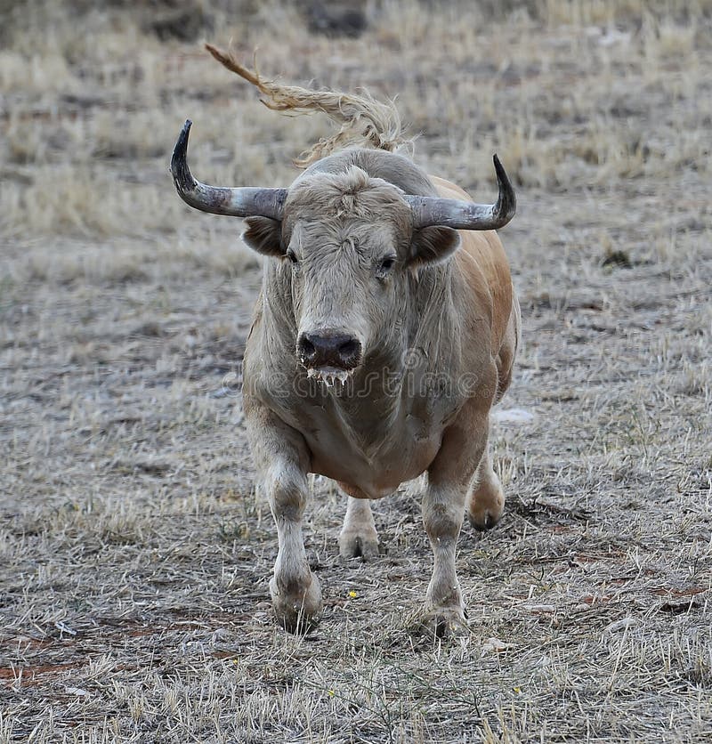 Byk zdjęcie stock. Obraz złożonej z niebezpieczeństwo - 101857212