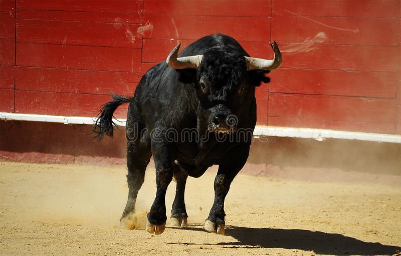 Byk obraz stock. Obraz złożonej z bulling, hiszpania - 103500741