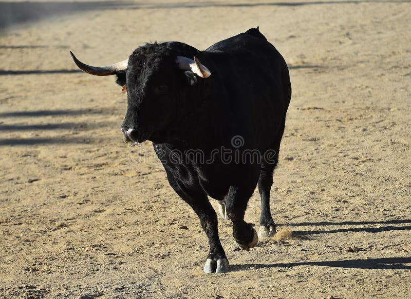 Byk zdjęcie editorial. Obraz złożonej z odważny, hiszpański - 104714391