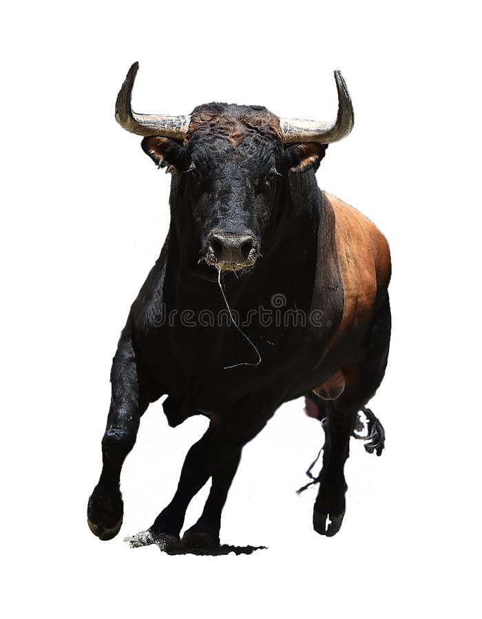 Byk obraz stock. Obraz złożonej z bulling, hiszpania - 103500741