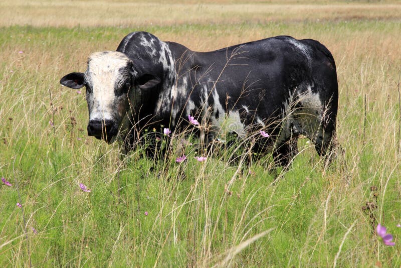 Byk obraz stock. Obraz złożonej z bydło, krajobraz, paśnik - 39872391