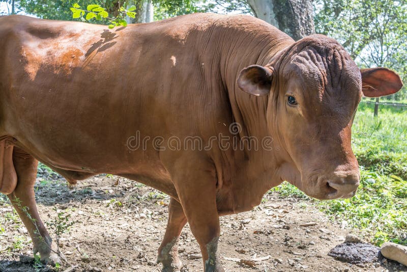 Byk obraz stock. Obraz złożonej z natura, ssak, wiejski - 48429447