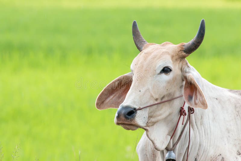 Byk obraz stock. Obraz złożonej z natura, ssak, wiejski - 48429447