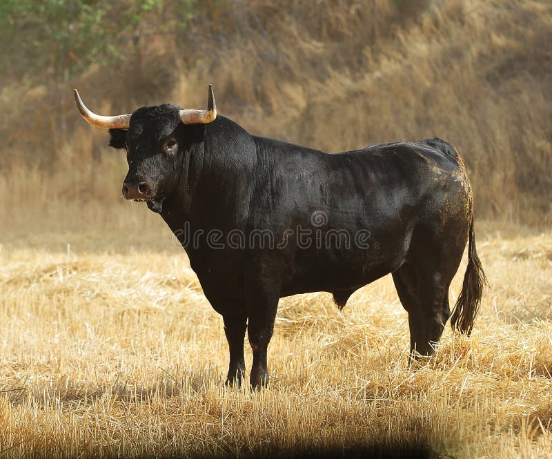 Byk obraz stock. Obraz złożonej z okrutnie, bullfight - 93071163